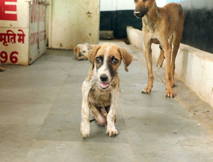 Help Build A Permanent Shelter For Thousands Of Injured Stray Animals ...