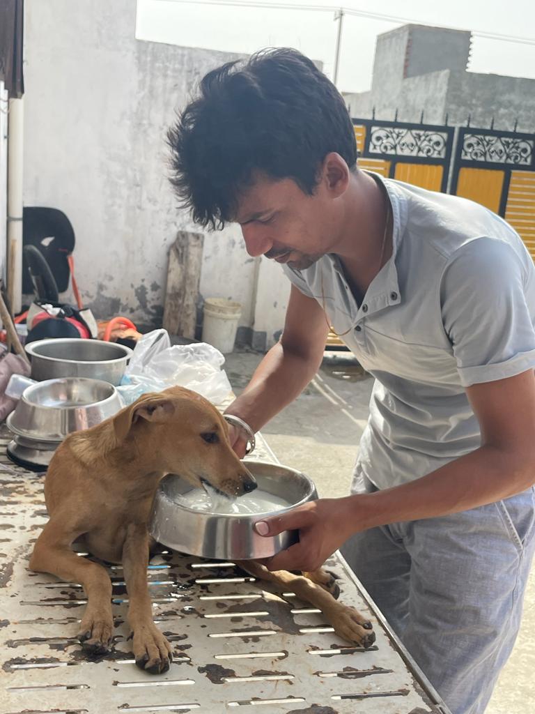 Support Street Life By Donating Food For These Innocent And Voiceless ...