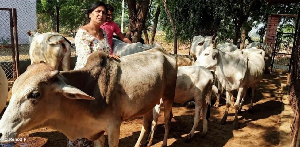 Help Golok Gaushala Samiti To Feed The Cows | DonateKart