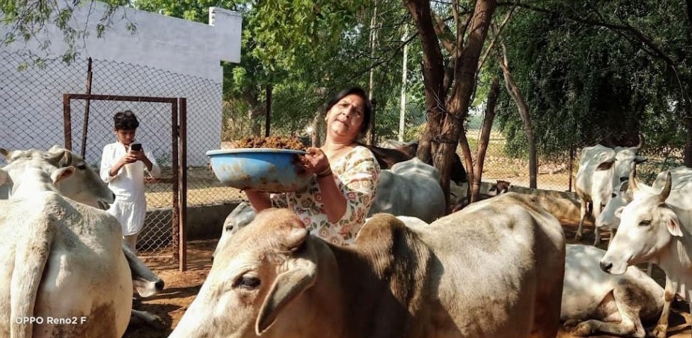Help Golok Gaushala Samiti To Feed The Cows | DonateKart