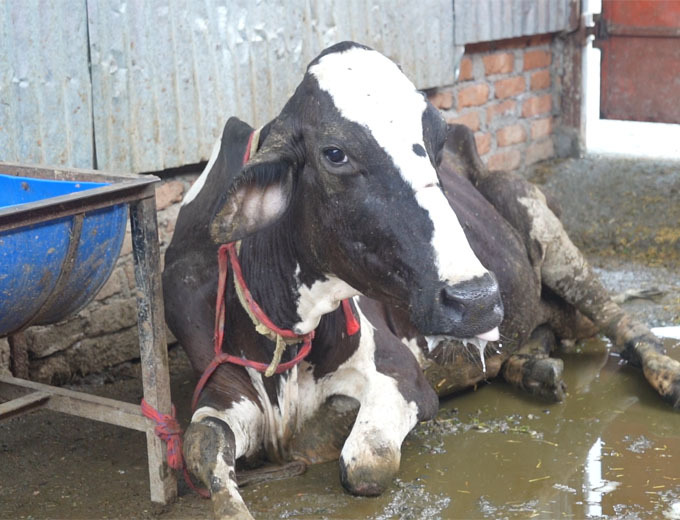 Help Doon Animal Welfare Give 1500+ Abandoned Cows The Love And Respect ...