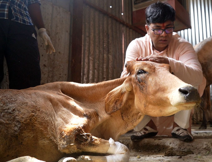 Help Doon Animal Welfare Give 1500+ Abandoned Cows The Love And Respect ...