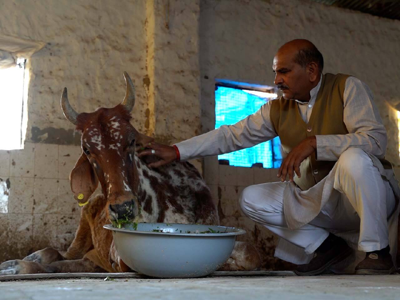 A Safe Home To Thousands Of Cows, This Gaushala Now Needs Your Help To ...