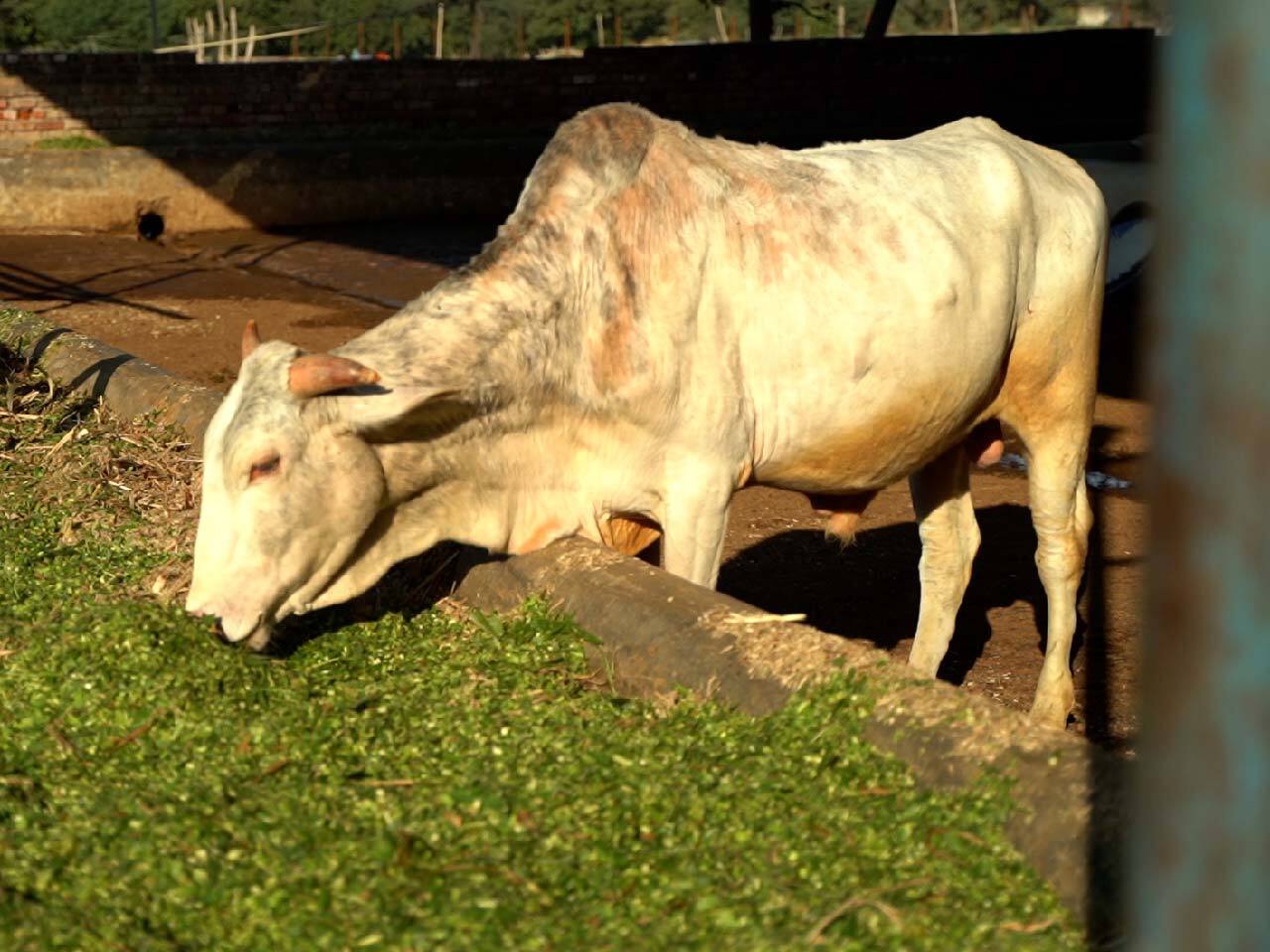A Safe Home To Thousands Of Cows, This Gaushala Now Needs Your Help To ...