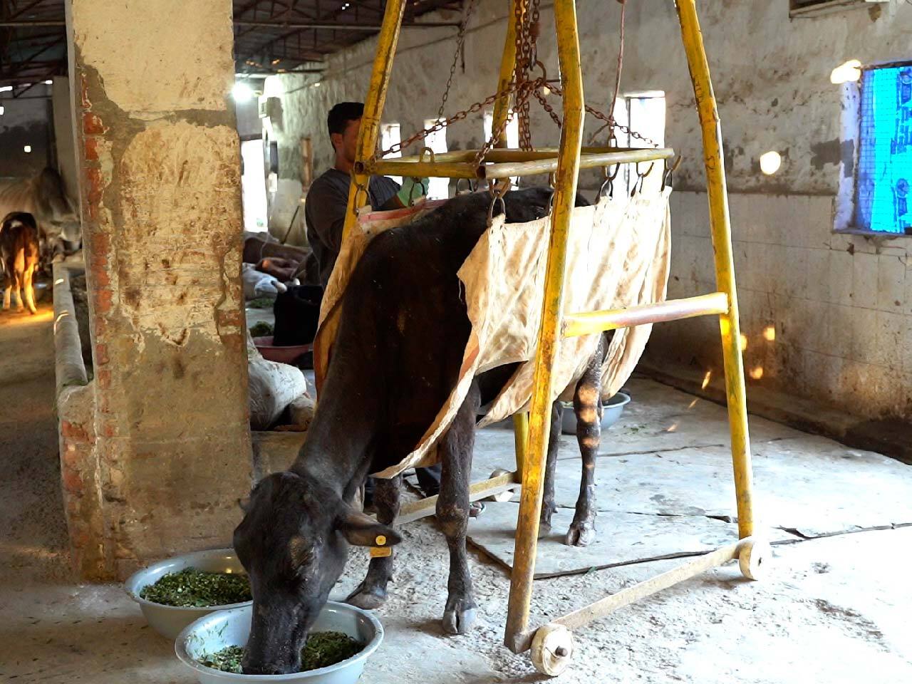 A Safe Home To Thousands Of Cows, This Gaushala Now Needs Your Help To ...