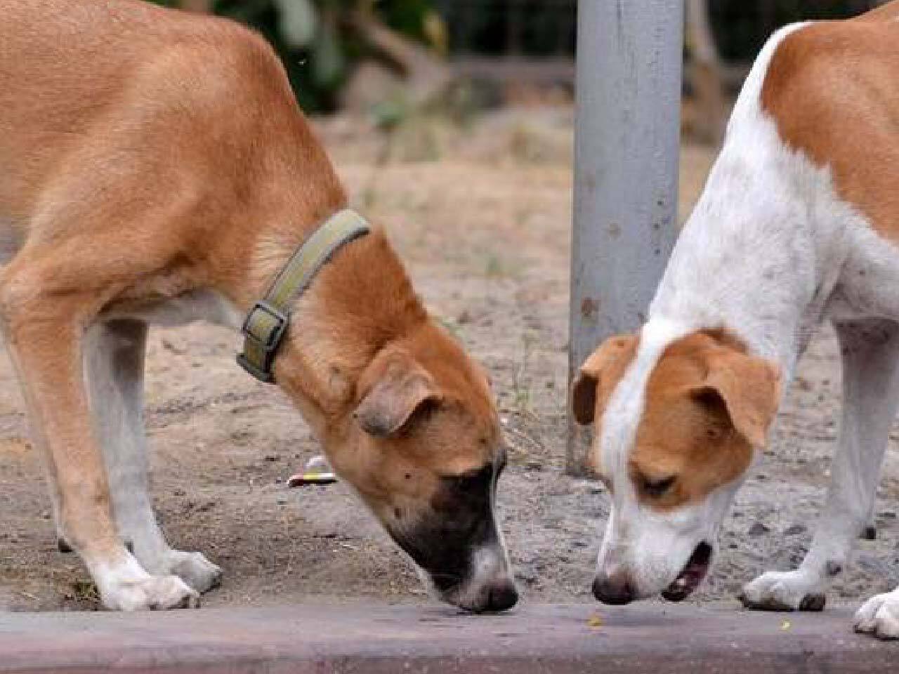 This Winter Save India’s Stray Dogs From Fatal Accidents By Donating ...