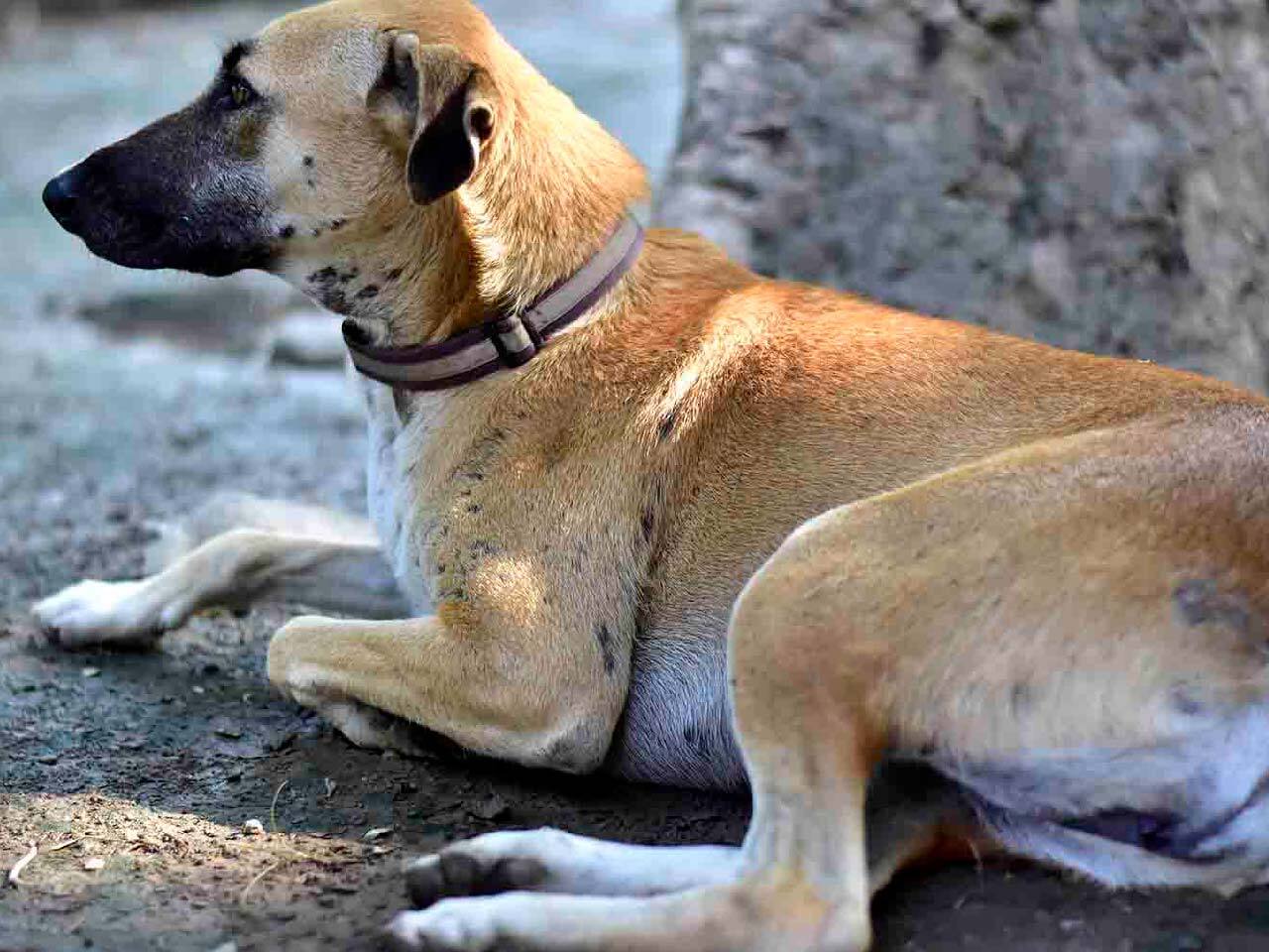 This Winter Save India’s Stray Dogs From Fatal Accidents By Donating ...