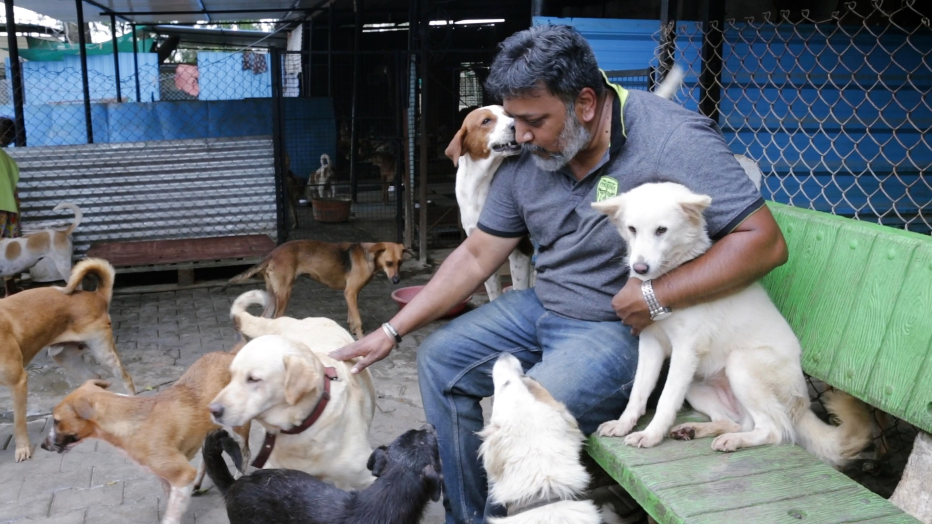 Join Hands With Girish And Help Him Build A Shelter For 860+ Stray Dogs ...