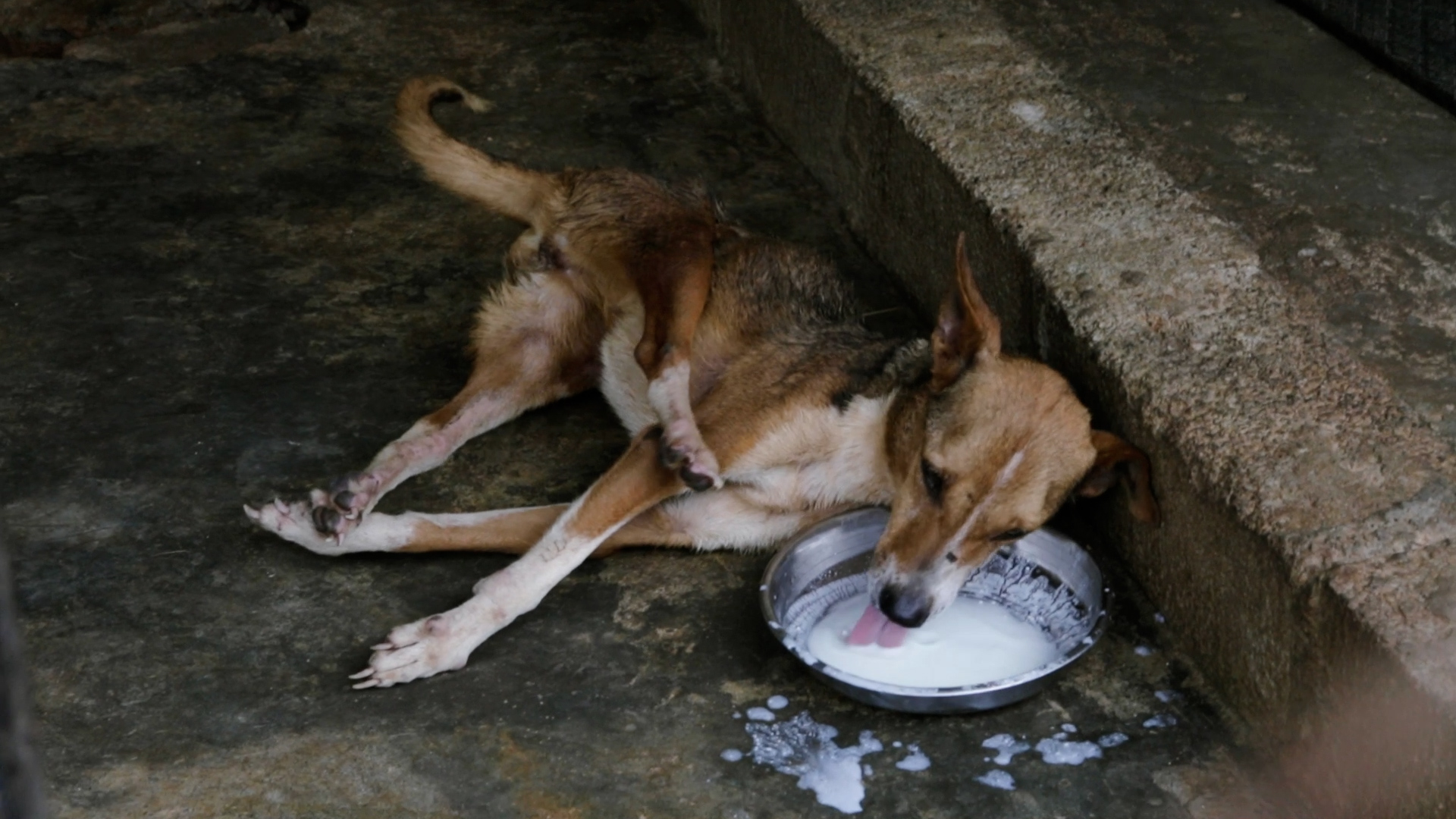 Join Hands With Girish And Help Him Build A Shelter For 860+ Stray Dogs ...