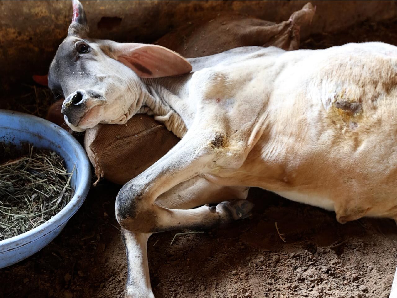 Hundreds Of Cows With Rare Condition Are Suffering In Silence, Donate ...