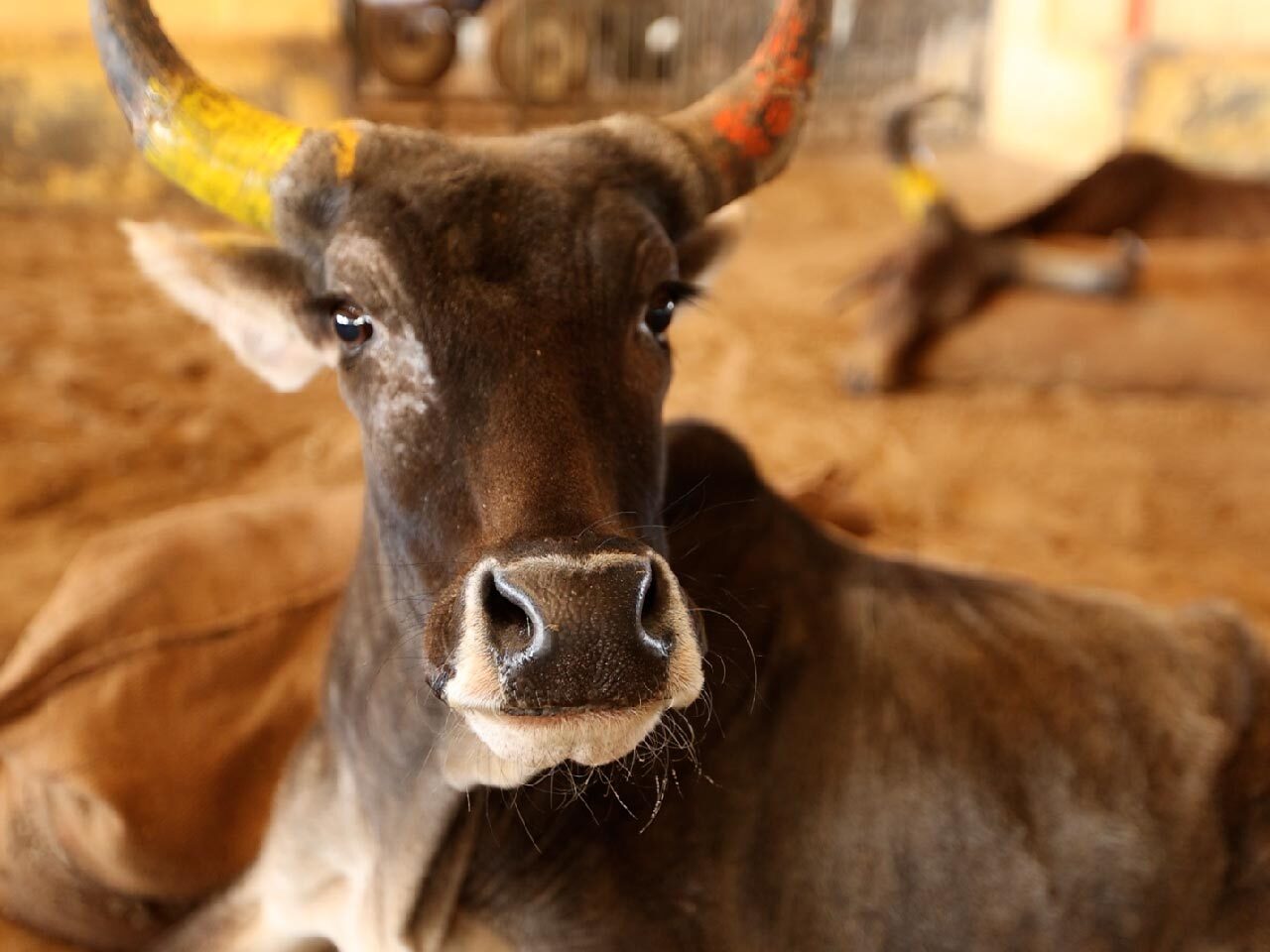 Hundreds Of Cows With Rare Condition Are Suffering In Silence, Donate ...