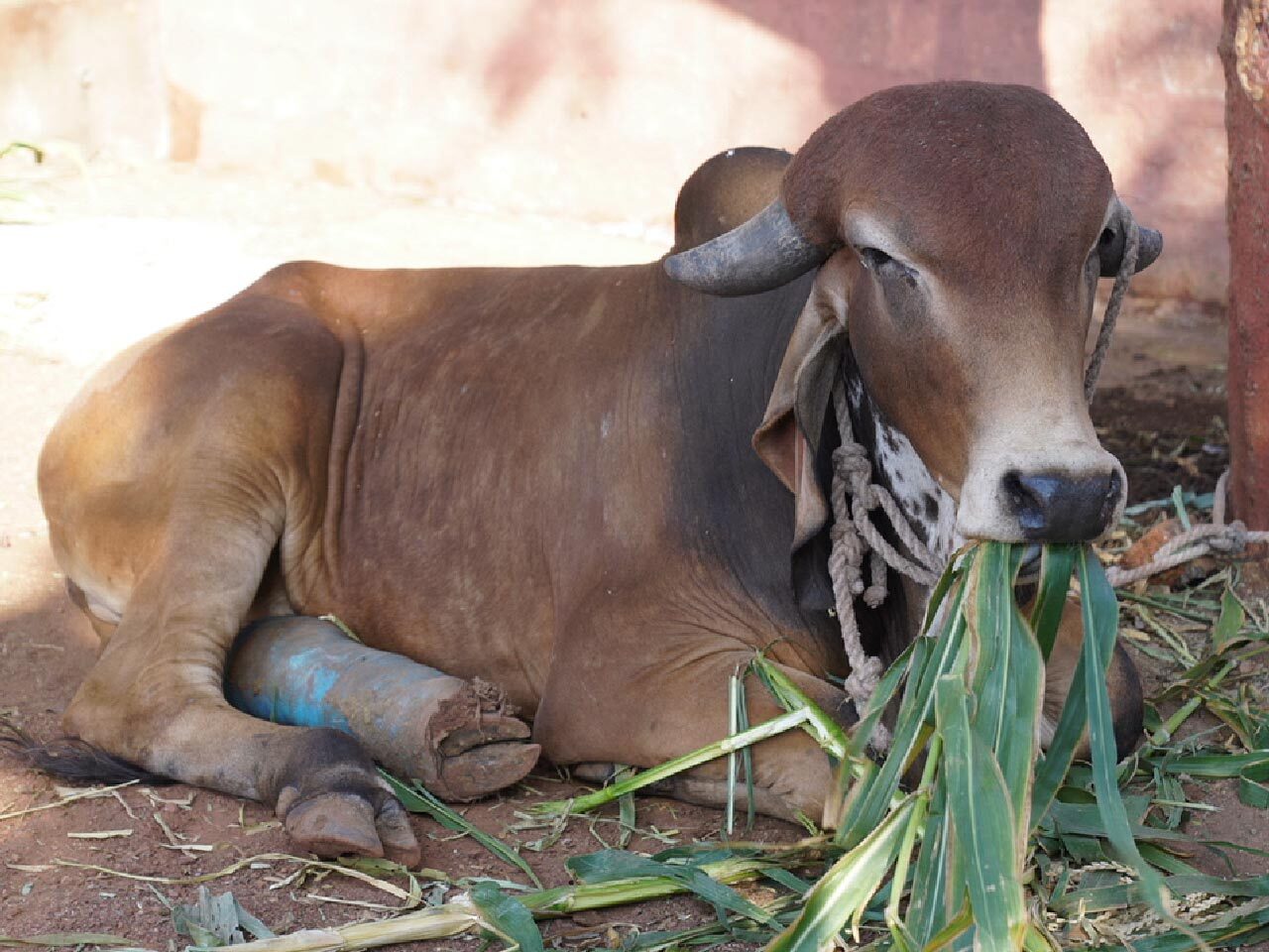 After Losing Their Limbs To Terrible Accidents, These Challenged Cows ...
