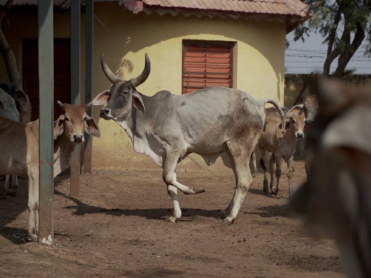 After Losing Their Limbs To Terrible Accidents, These Challenged Cows ...