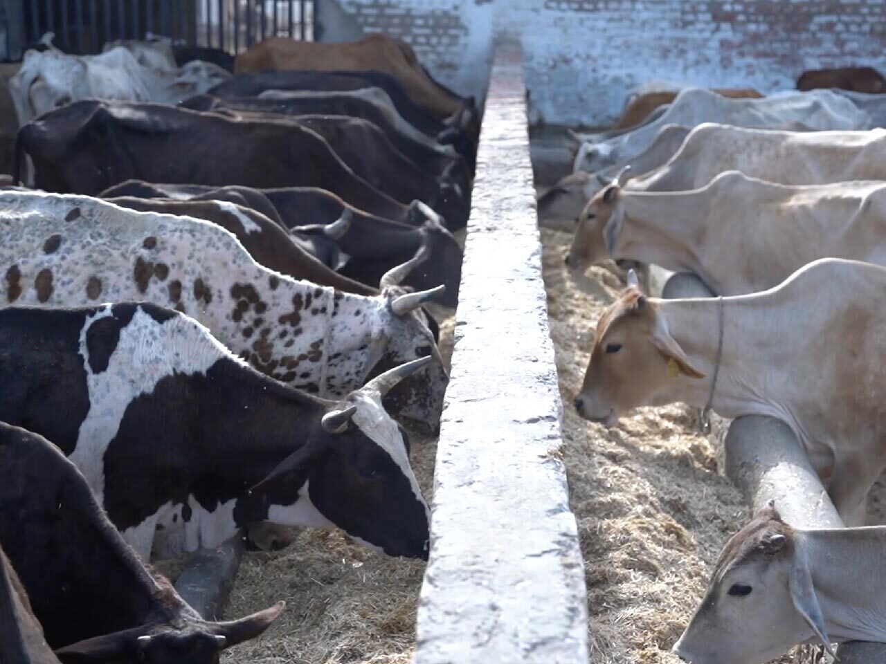 This Retired Teacher In Haryana Is Rescuing Thousands Of Injured Cows ...