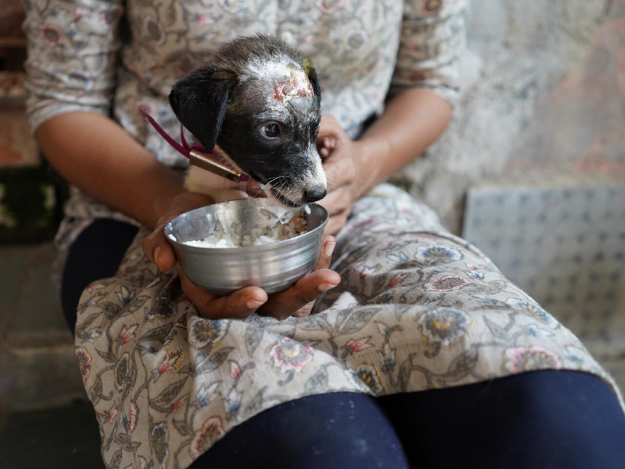 A Sanctuary For Injured Animals, This NGO In Delhi Has Been Fighting ...