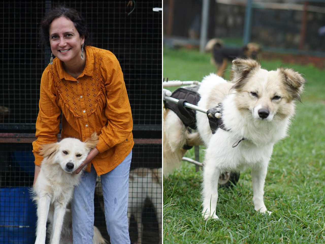 Her Overflowing Love For The Voiceless Has Saved Hundreds Of Animals ...