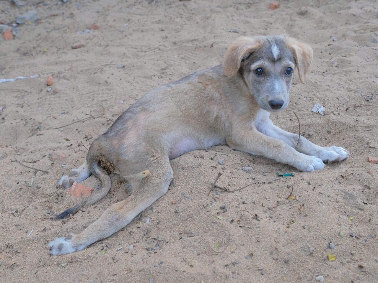 500+ Dogs Have Found Hope & A New Lease On Life Thanks To This Couple's ...