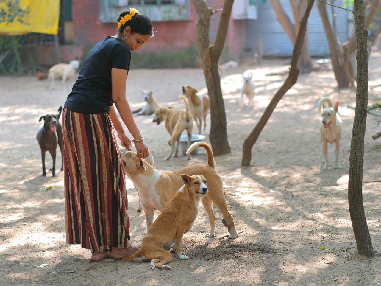 500+ Dogs Have Found Hope & A New Lease On Life Thanks To This Couple's ...
