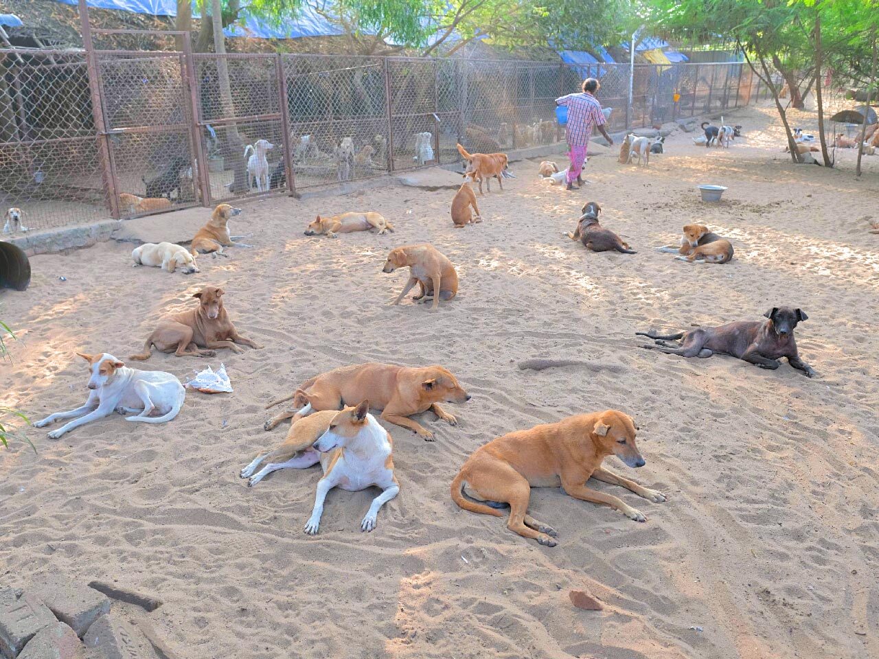 500+ Dogs Have Found Hope & A New Lease On Life Thanks To This Couple's ...