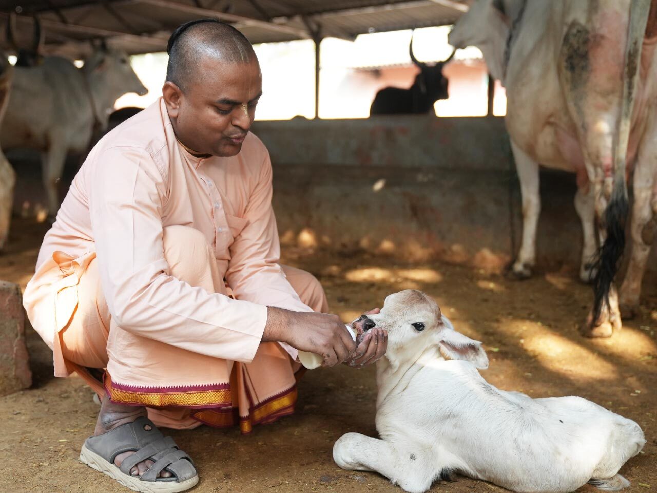 Support The World’s Largest Gaushala To Give 19000+ Cows A Better Life ...