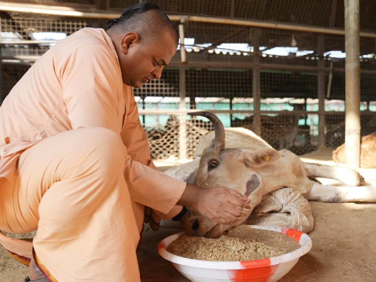 Support The World’s Largest Gaushala To Give 19000+ Cows A Better Life ...