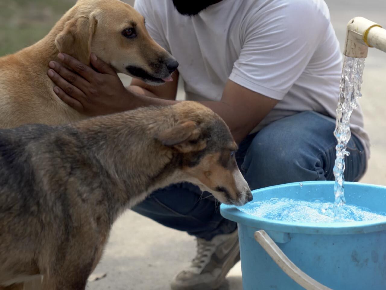 Join Hands With Vidit To Give Food And Fresh Water To Thousands Of ...