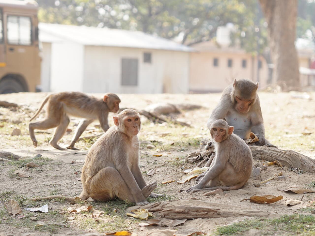 Help This Swamiji in Ayodhya Feed 500+ Monkeys Daily | DonateKart