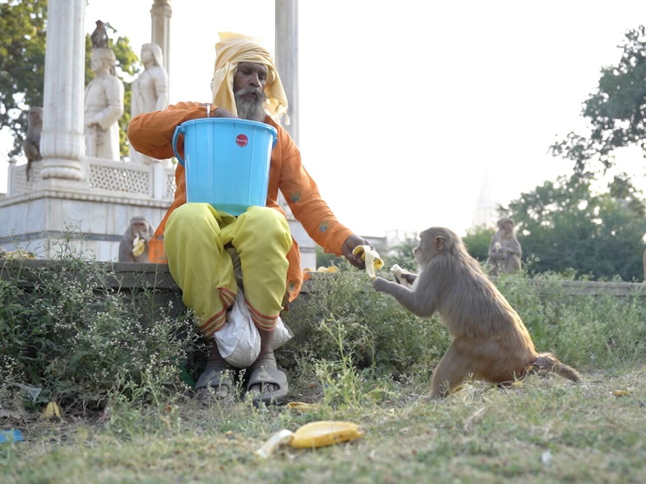 Help This Swamiji in Ayodhya Feed 500+ Monkeys Daily | DonateKart