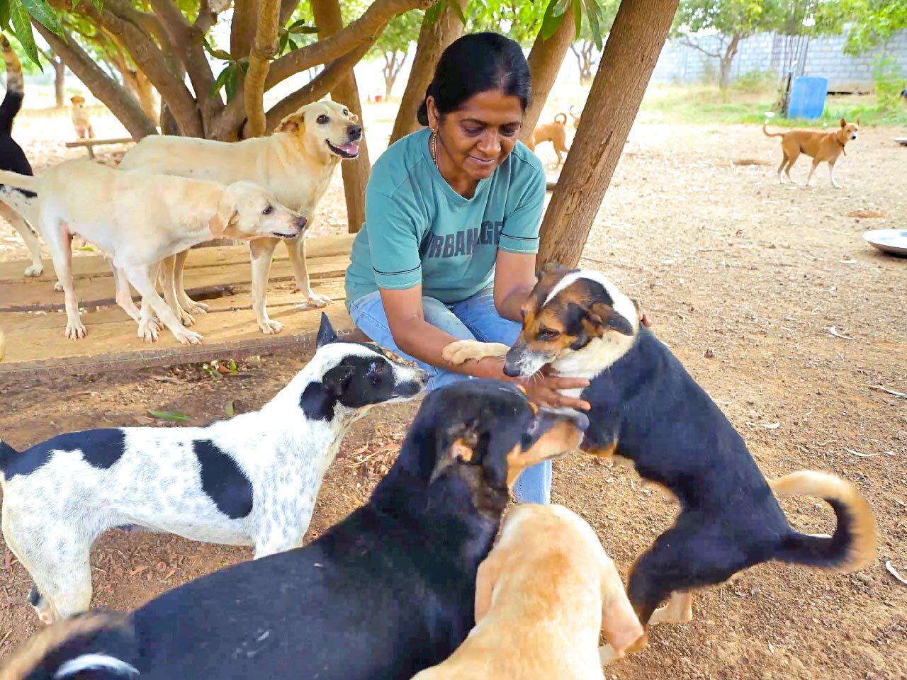 Over 900 Animals Have Found Hope Thanks To Shiranee’s Relentless ...