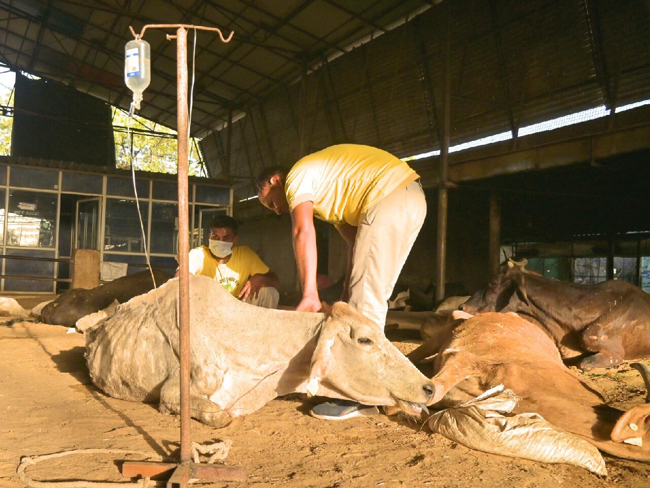 Save 19,000+ Cows Suffering In The Scorching Summer Heat With Hingonia ...