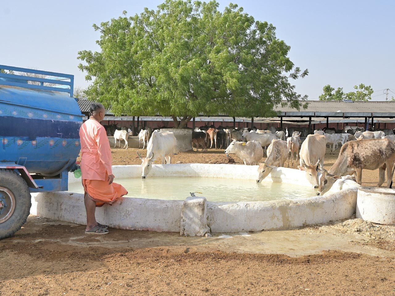 Save 19,000+ Cows Suffering In The Scorching Summer Heat With Hingonia ...