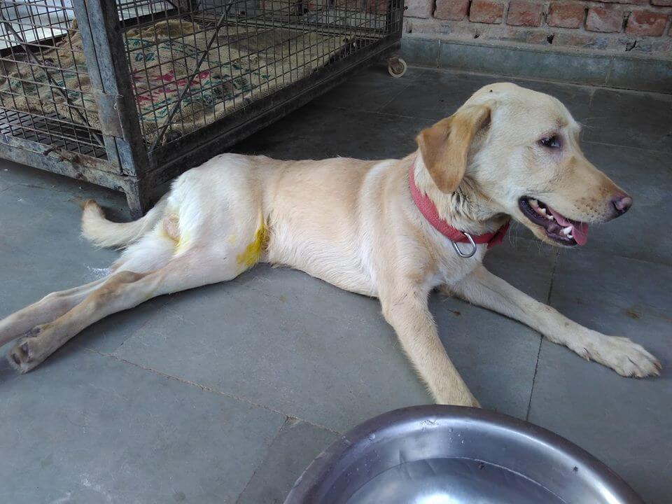 Help out hundreds of abandoned and abused animals - donate now | DonateKart