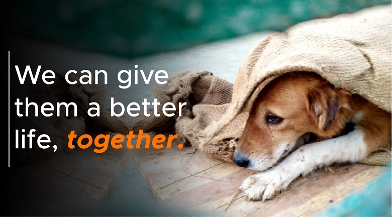 Help Animal Shelter Noida build a safe haven for abandoned and injured ...