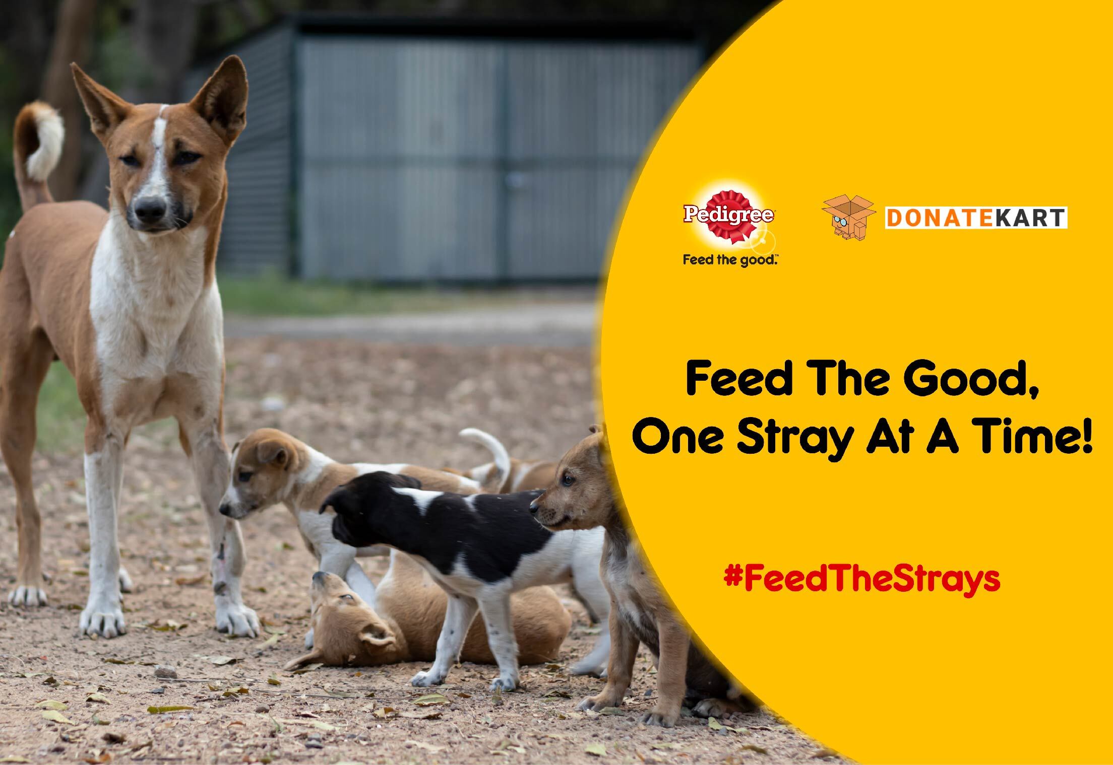 Feed The Strays, Every Meal Matters!