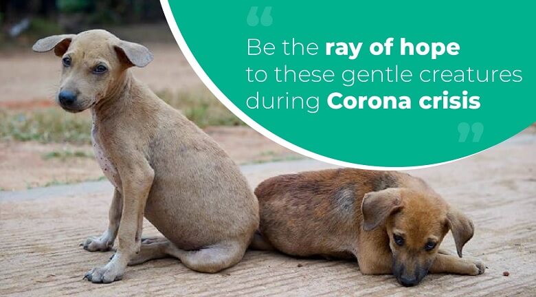 Feed the stray dogs from your home during Corona Crisis | DonateKart