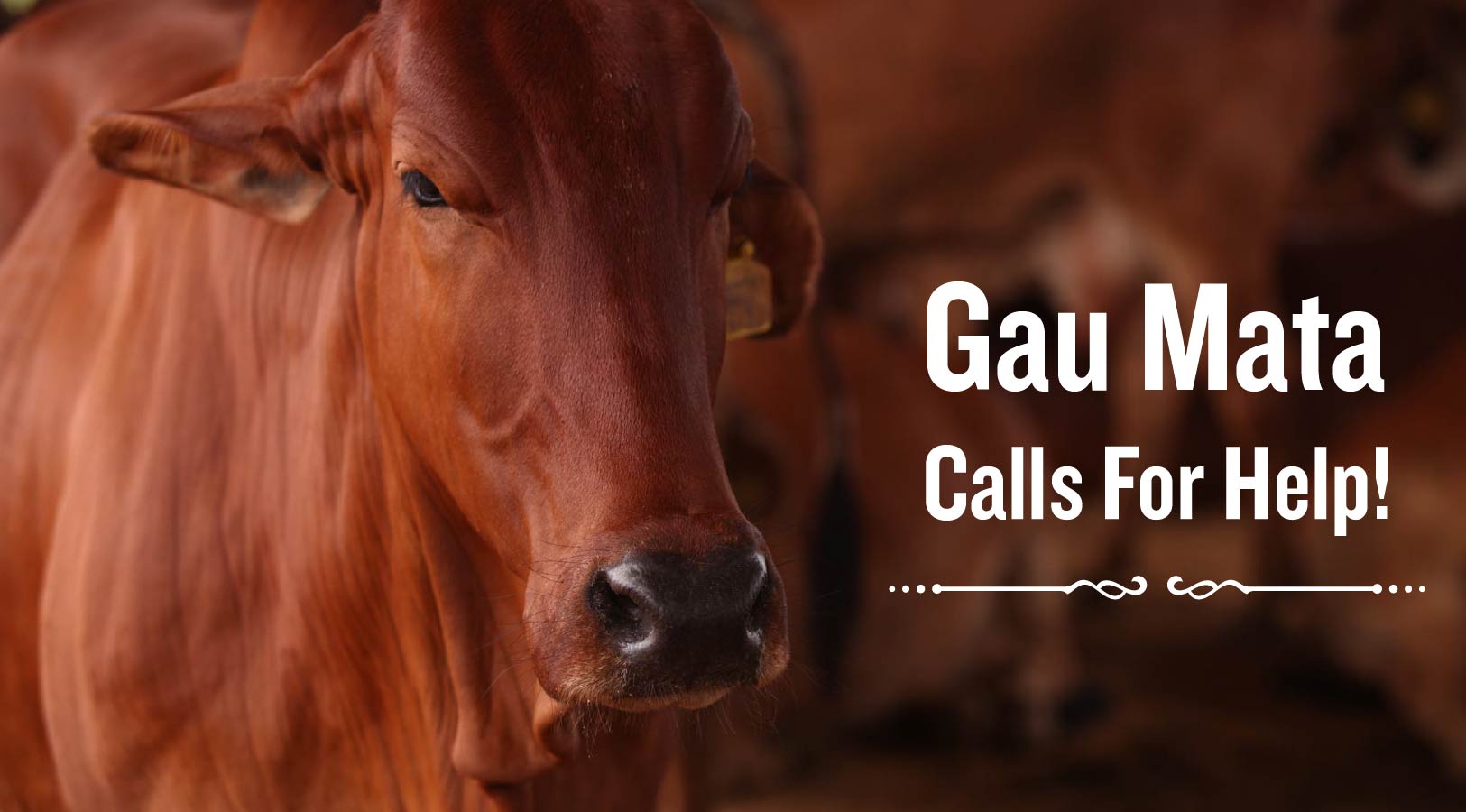 Will you help to feed abandoned Gau Mata? | DonateKart