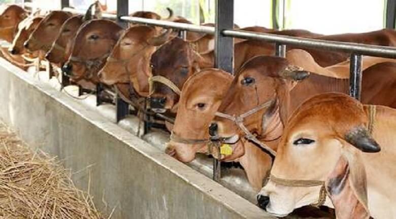 Provide food and shelter to these old cows in their most needy days ...