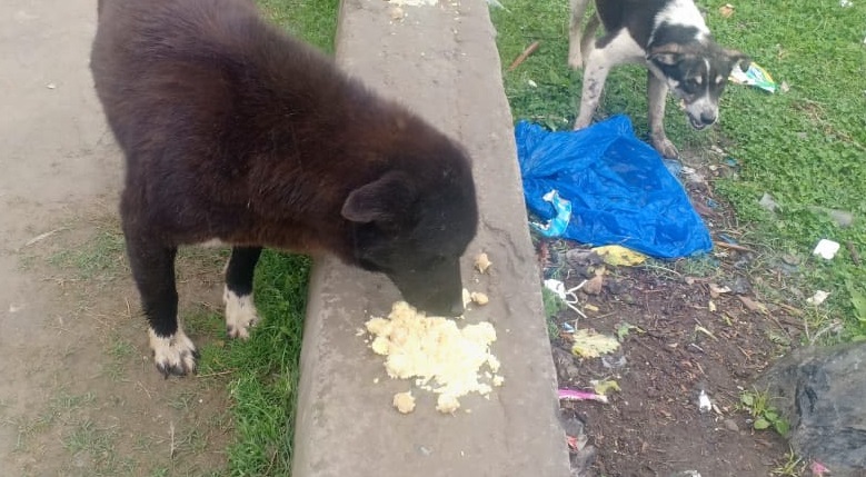 Help KAWF to feed strays amid COVID Pandemic! | DonateKart