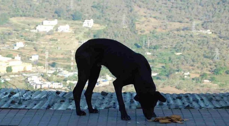 Save Man’s Best Friend with KSPCA amidst Lockdown! | DonateKart