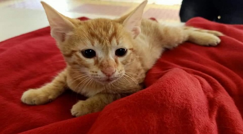 Make 2020- a hunger free year for these rescued animals | DonateKart