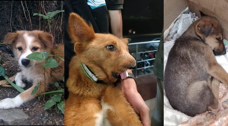 Help voiceless and helpless animals | DonateKart