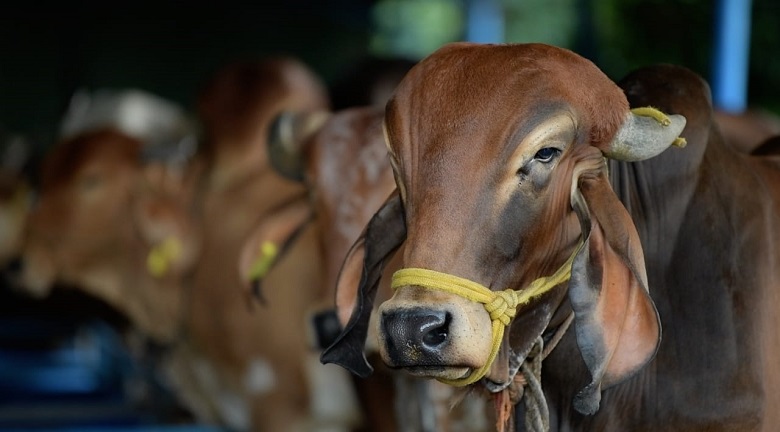 This Gaushala In Tamil Nadu Needs Support To Look After Hundreds Of ...