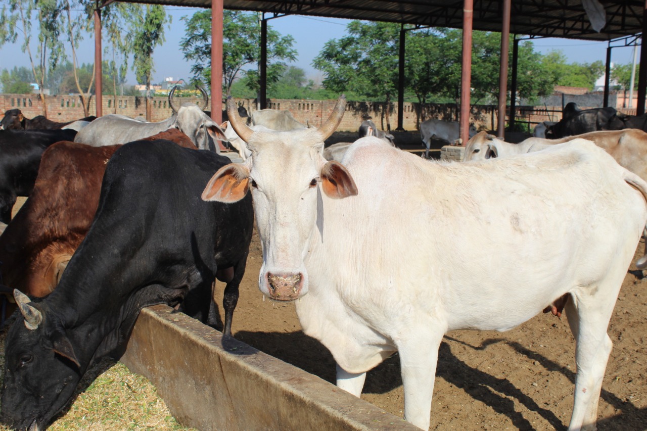 This Festive Season help us in Feeding 800 Sick & Rescued Cows | DonateKart