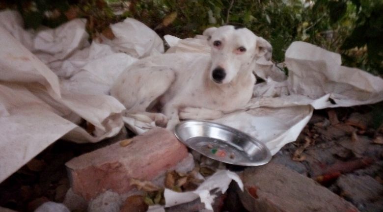 Lets help Sita to keep the Delhi dogs healthy and happy | DonateKart
