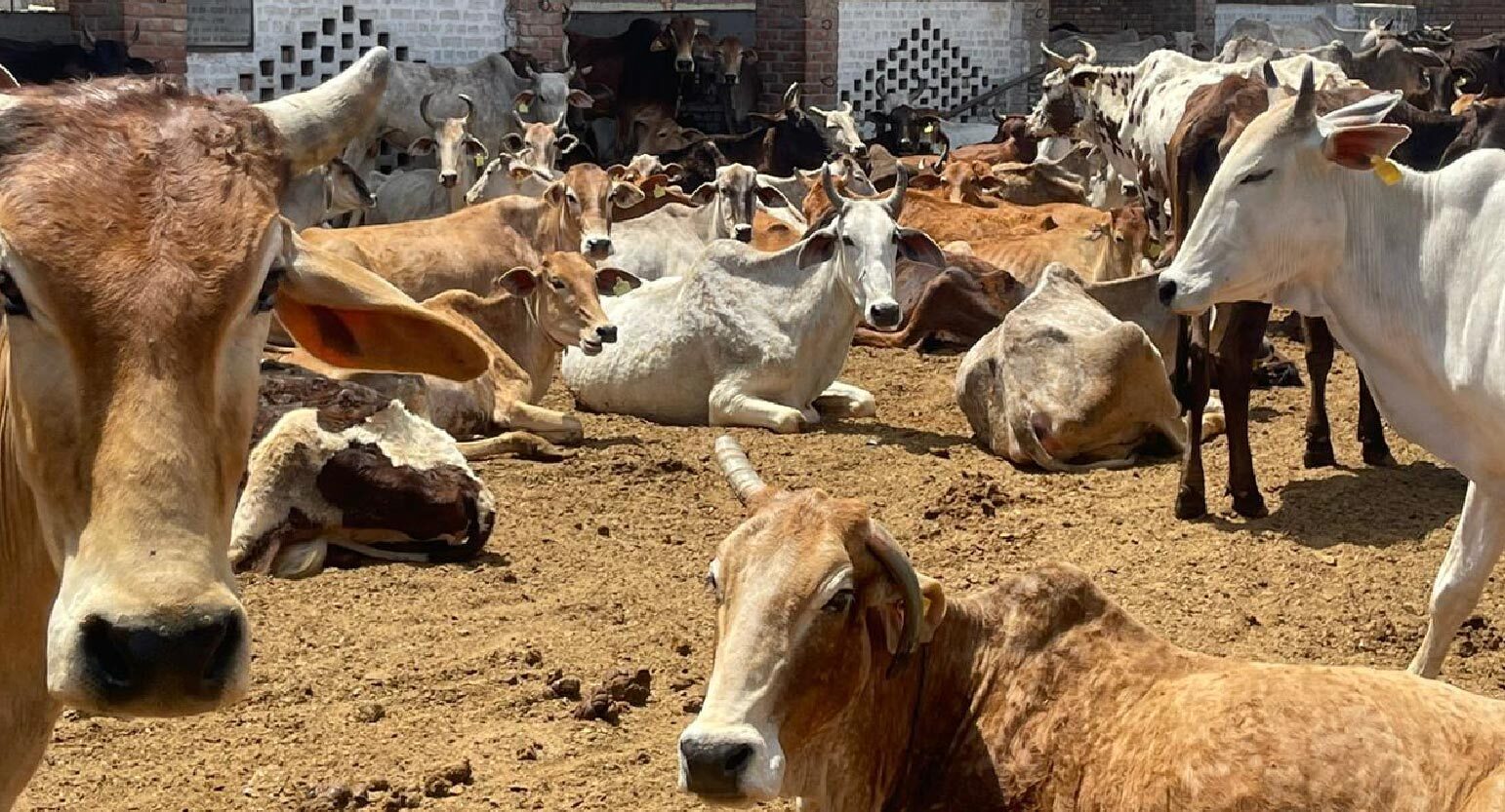 Supporting Happy Lives for Cows | DonateKart