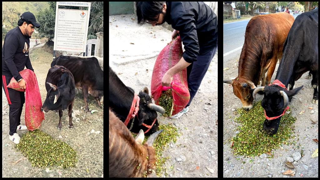 Help Sahyog Disha Charitable Trust To Feed The Stray Cows | DonateKart
