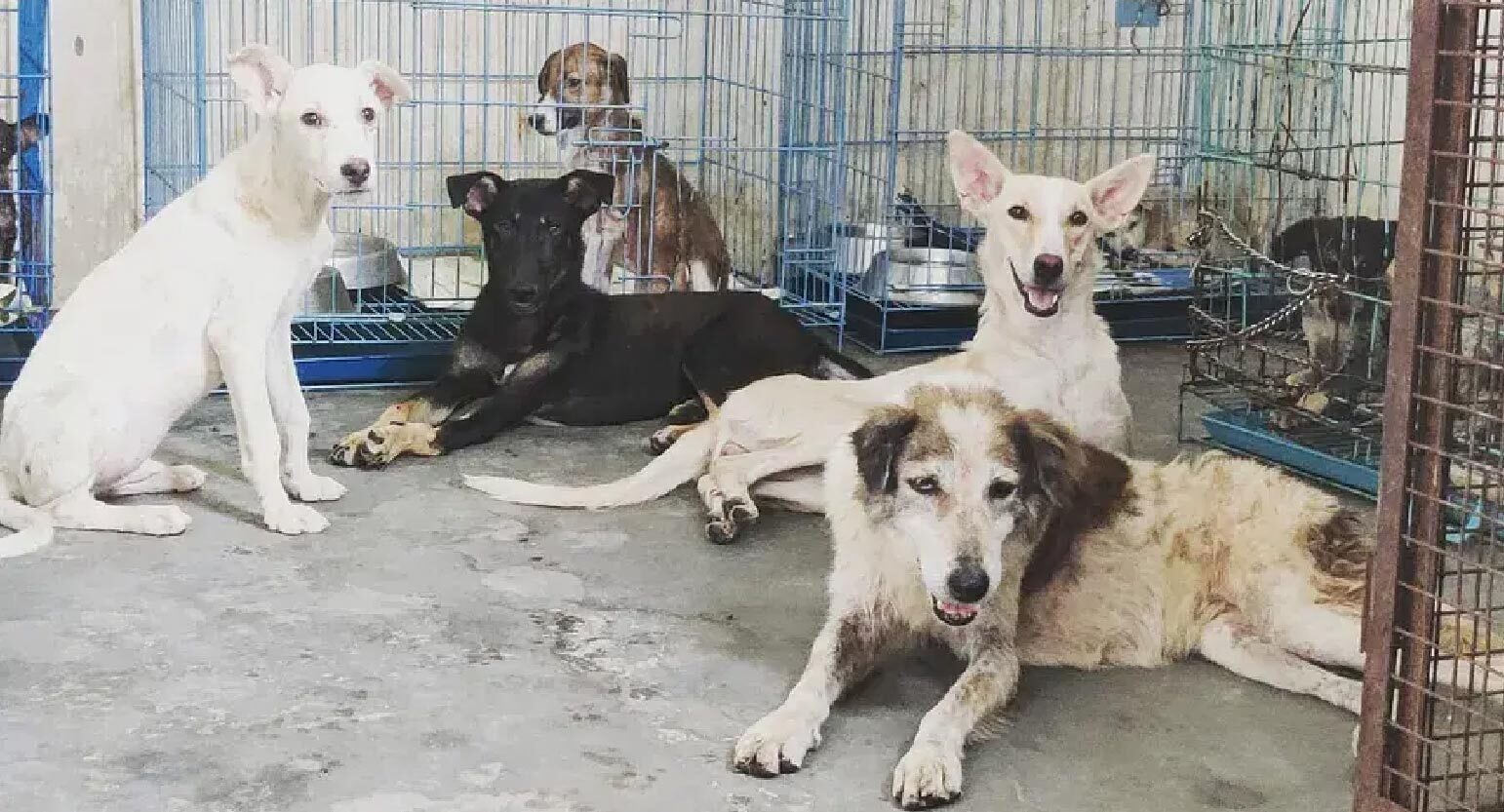 Alleviating Human-Stray Dog Conflict: Nurturing Compassion through ...