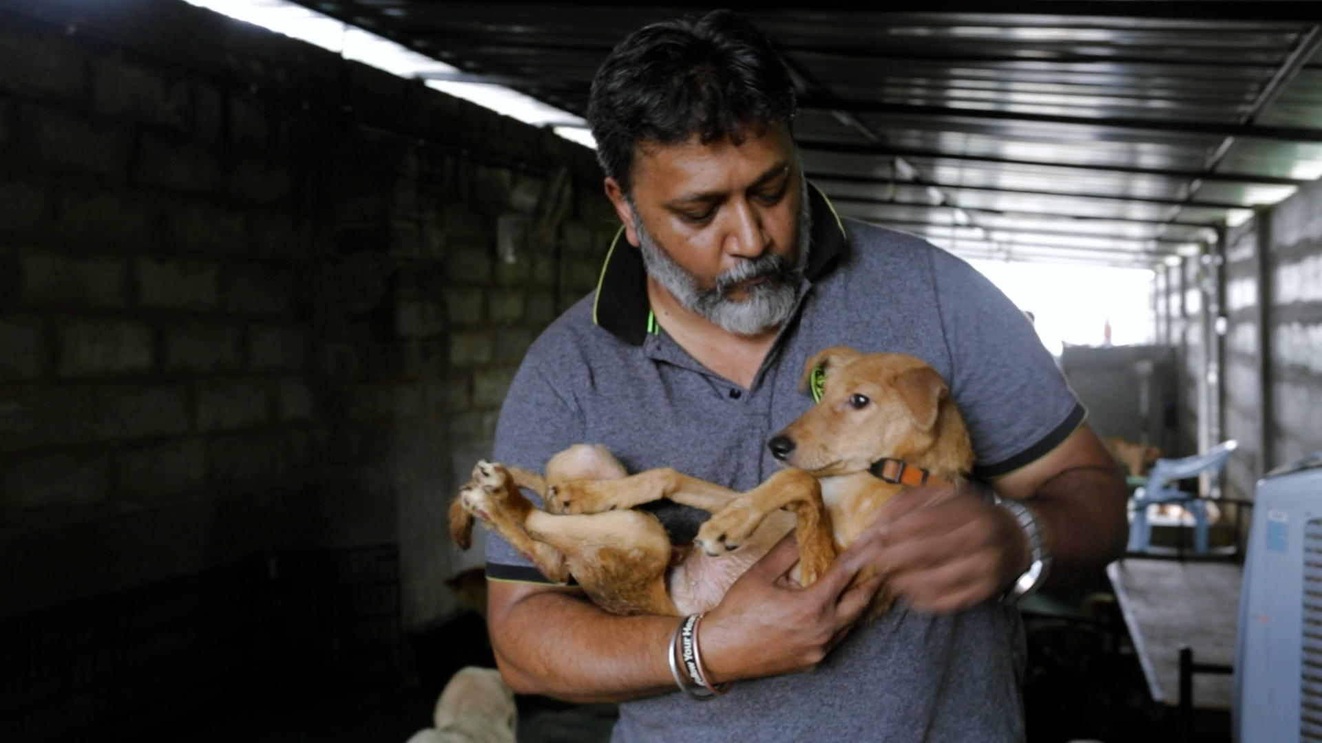 Join Hands With Girish And Help Him Build A Shelter For 860+ Stray Dogs ...