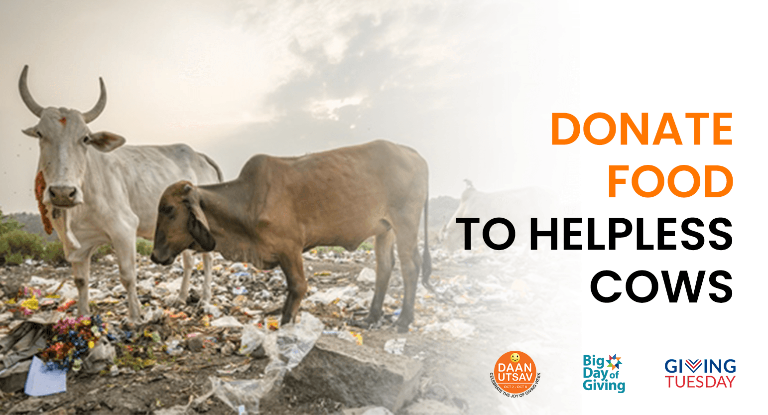 This Daan Utsav, You Can Help Abandoned And Injured Cows Have A Healthy ...