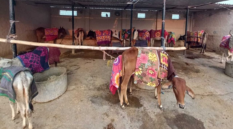 Help Radha Rani Gau Seva Trust To Feed Nutrition Food To Rescued Cows ...